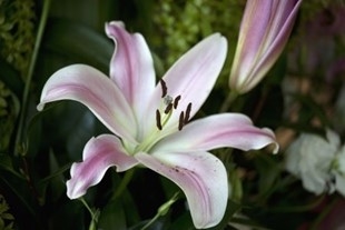 Tucker Sandlin dies in Marion County crash on US 27, troopers say